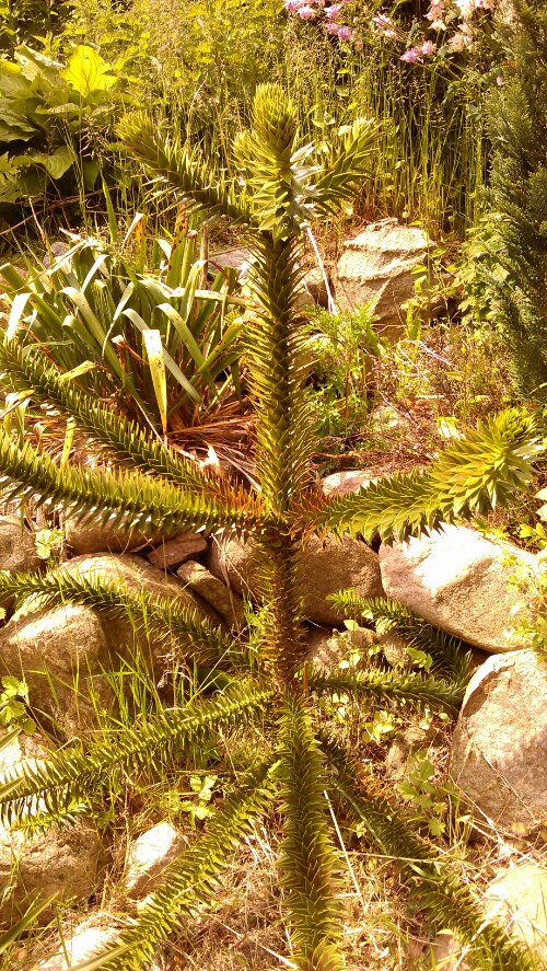 Aben i haven – beskæring af Abetræ – Havedesigner Henrik Ravn