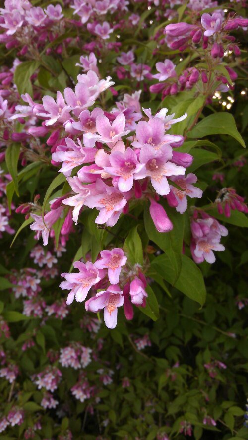 hvad hedder busken? – Havedesigner Henrik Ravn